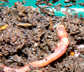 Red Worm Reproduction | Texas Jumpers