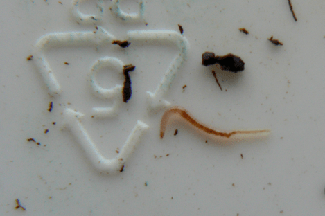 Red Worm Reproduction | Texas Jumpers