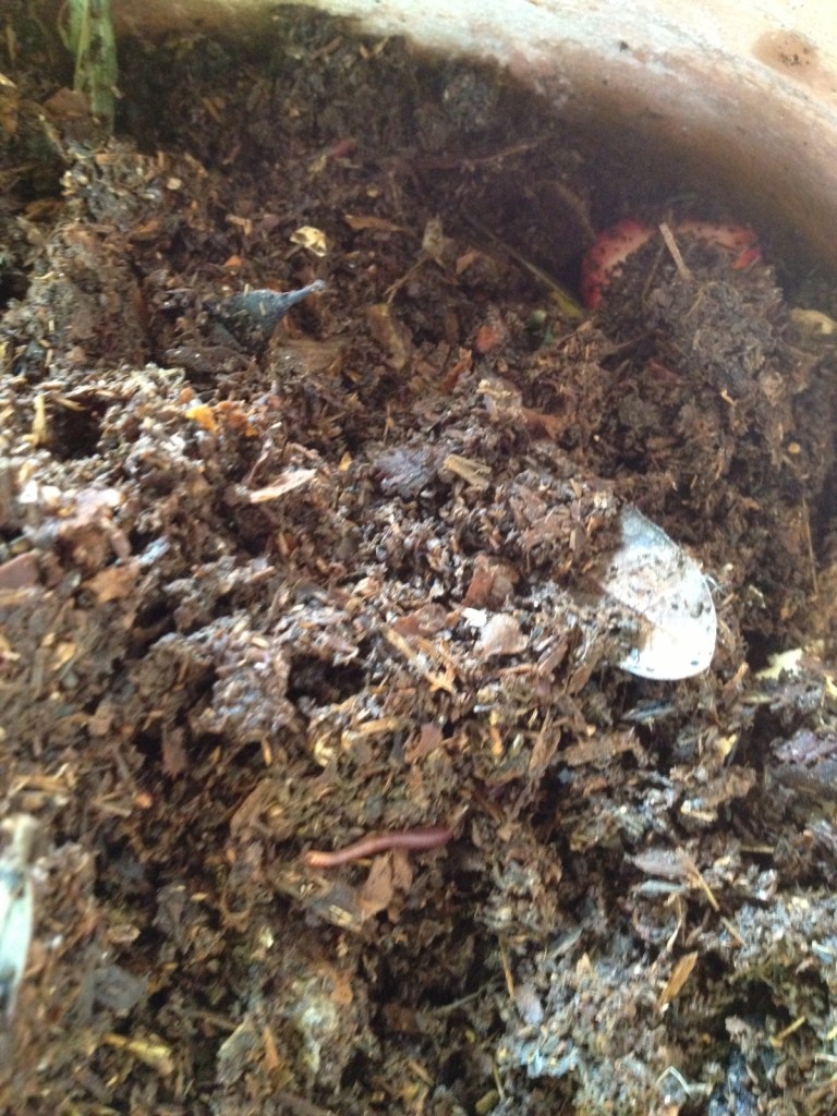 make your own worm bed | Texas Jumpers