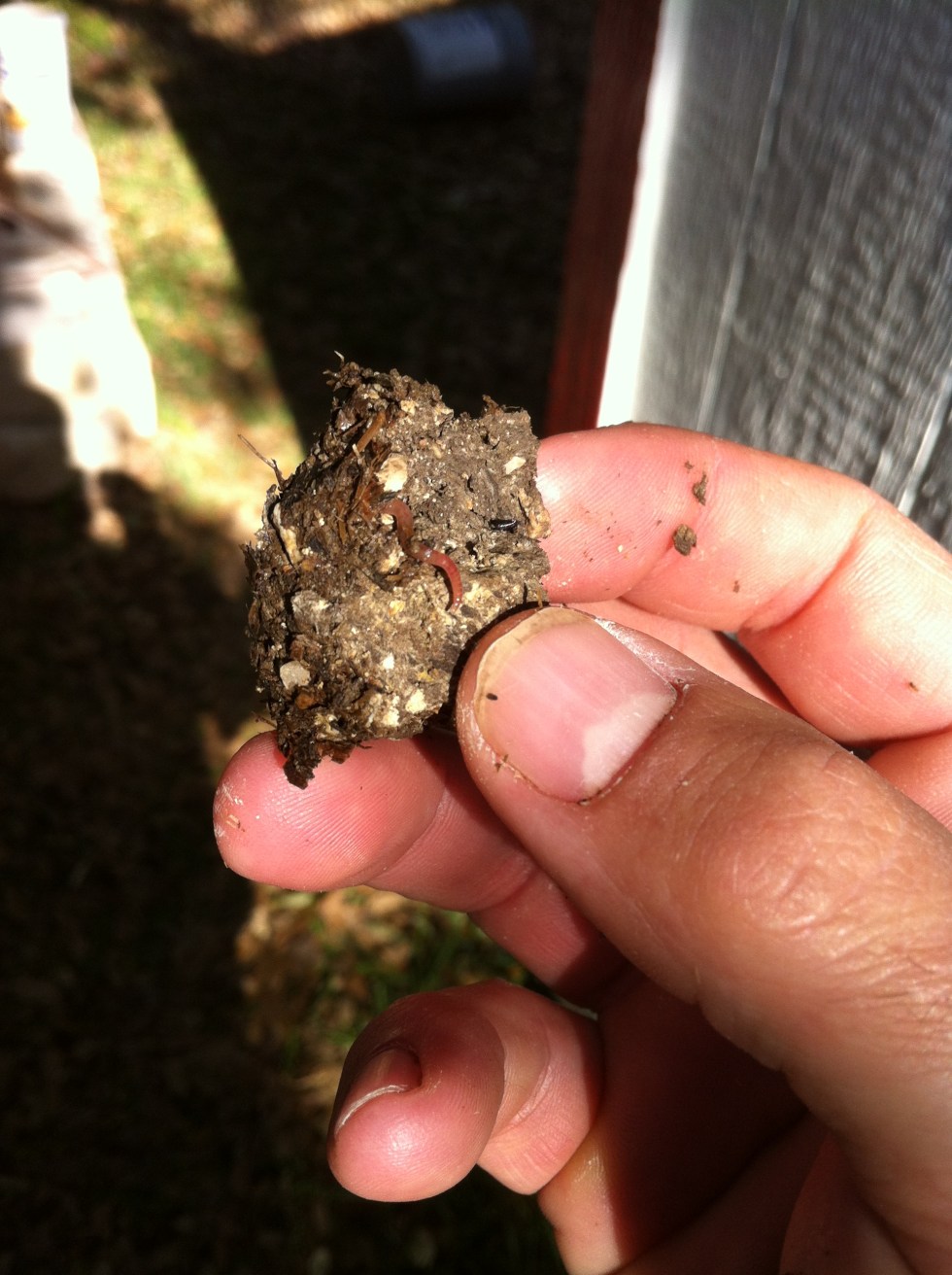make your own worm bed | Texas Jumpers