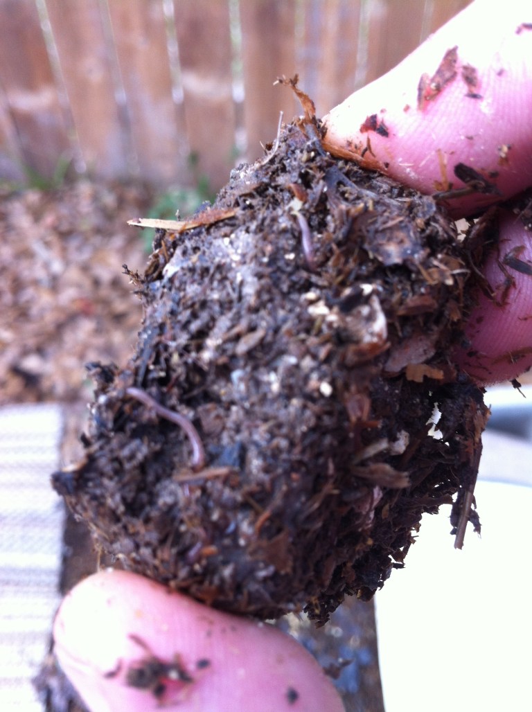 make your own worm bed | Texas Jumpers