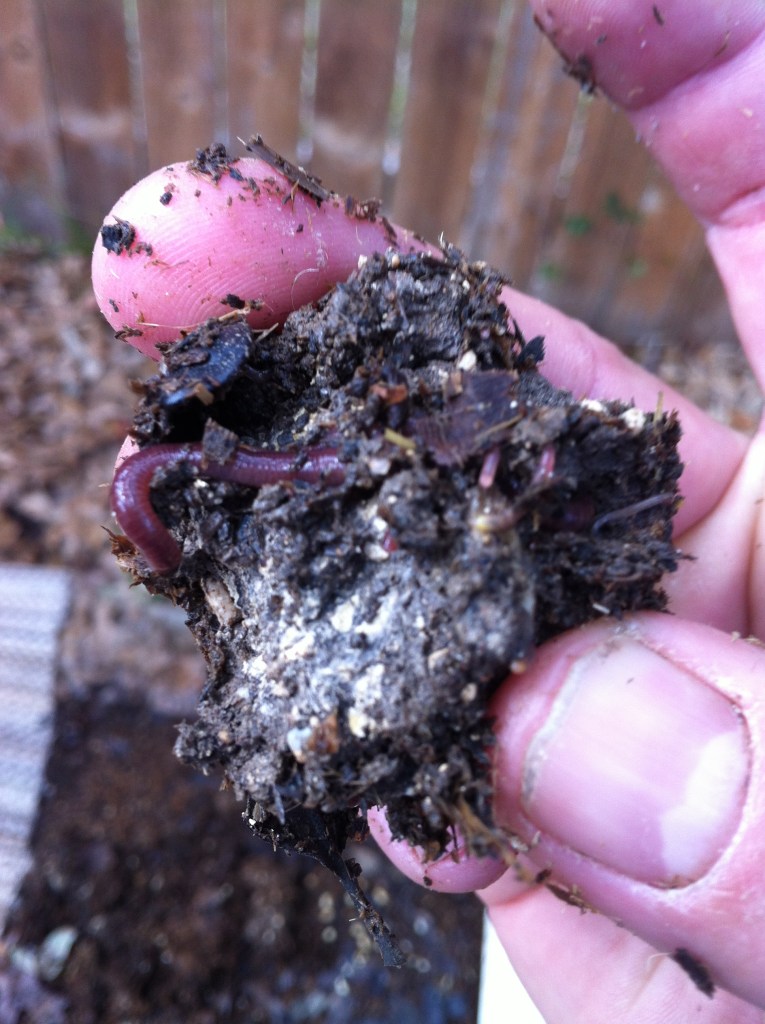 make your own worm bed | Texas Jumpers