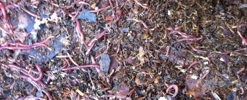 Texas Jumpers | Texas Jumpers, Red Worms, and, European Nightcrawlers ...