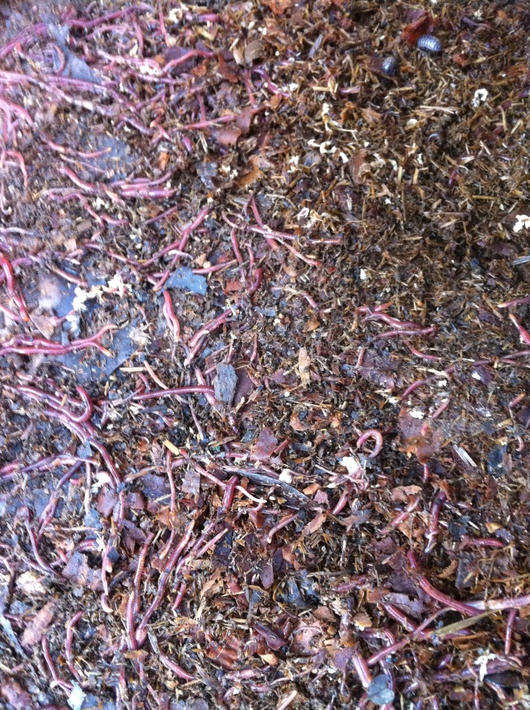 make your own worm bed | Texas Jumpers