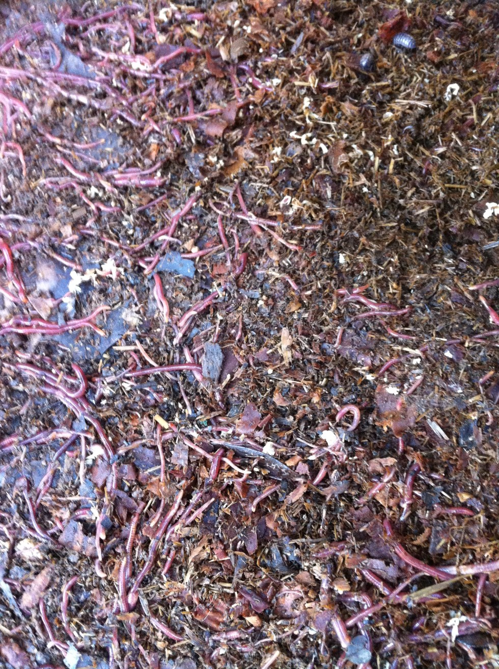 DIY Raised Worm Bed. | Texas Jumpers