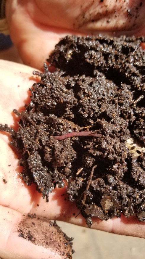 Texas Jumpers | Texas Jumpers, Red Worms, and, European Nightcrawlers ...