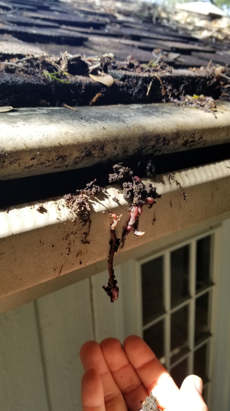 Texas Jumpers | Texas Jumpers, Red Worms, and, European Nightcrawlers ...