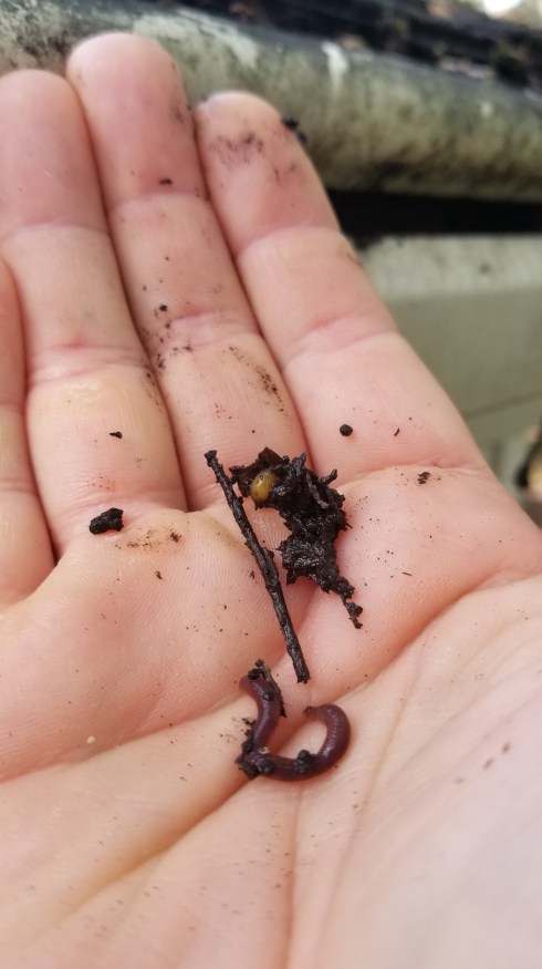 Texas Jumpers | Texas Jumpers, Red Worms, and, European Nightcrawlers ...